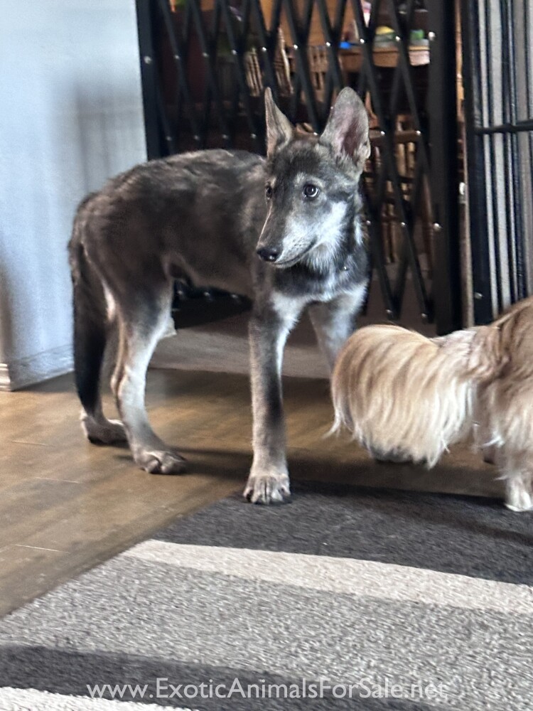 Wolf Hybrid Pup for Sale