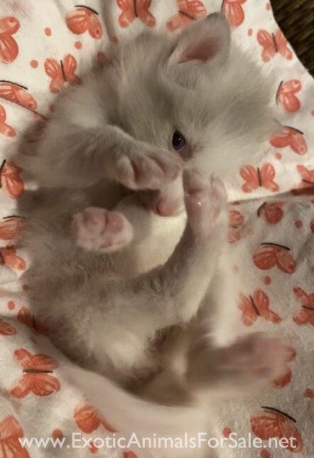 2026 Fox kit deposits for Sale