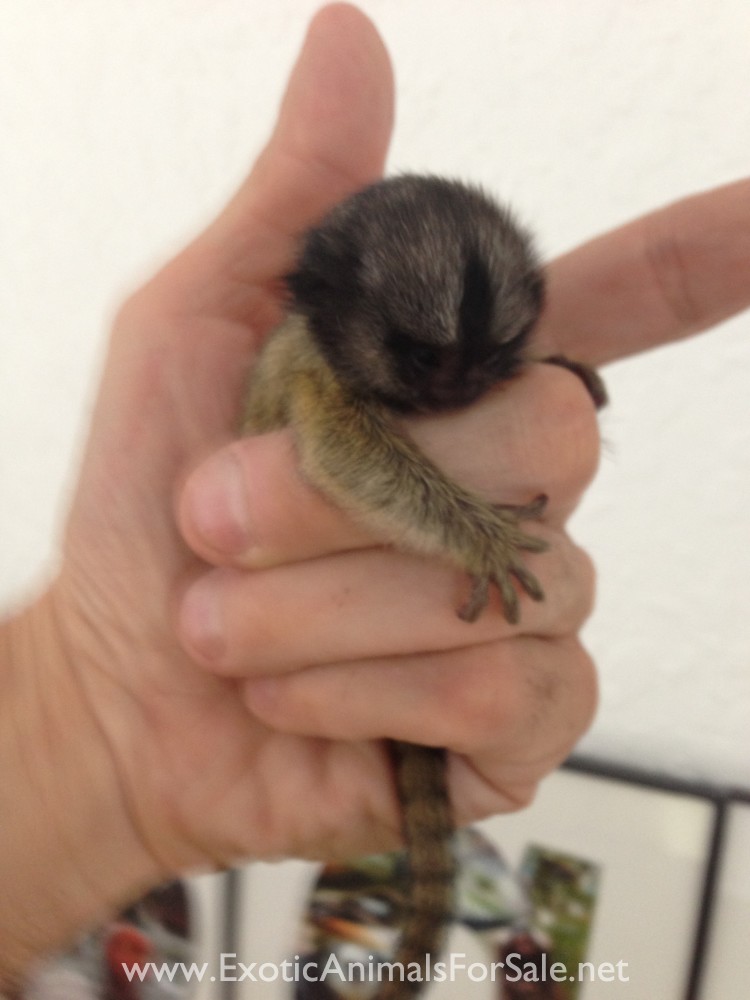 BABY MONKEY FOR SALE, POCKET MONKEY, AKA FINGER MONKEY. FINANCING ...