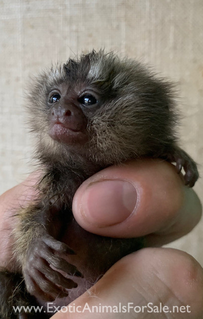 Marmoset Monkeys for Sale