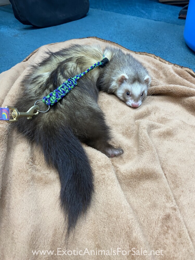 Breeder pair of Ferrets (non Marshall) for Sale
