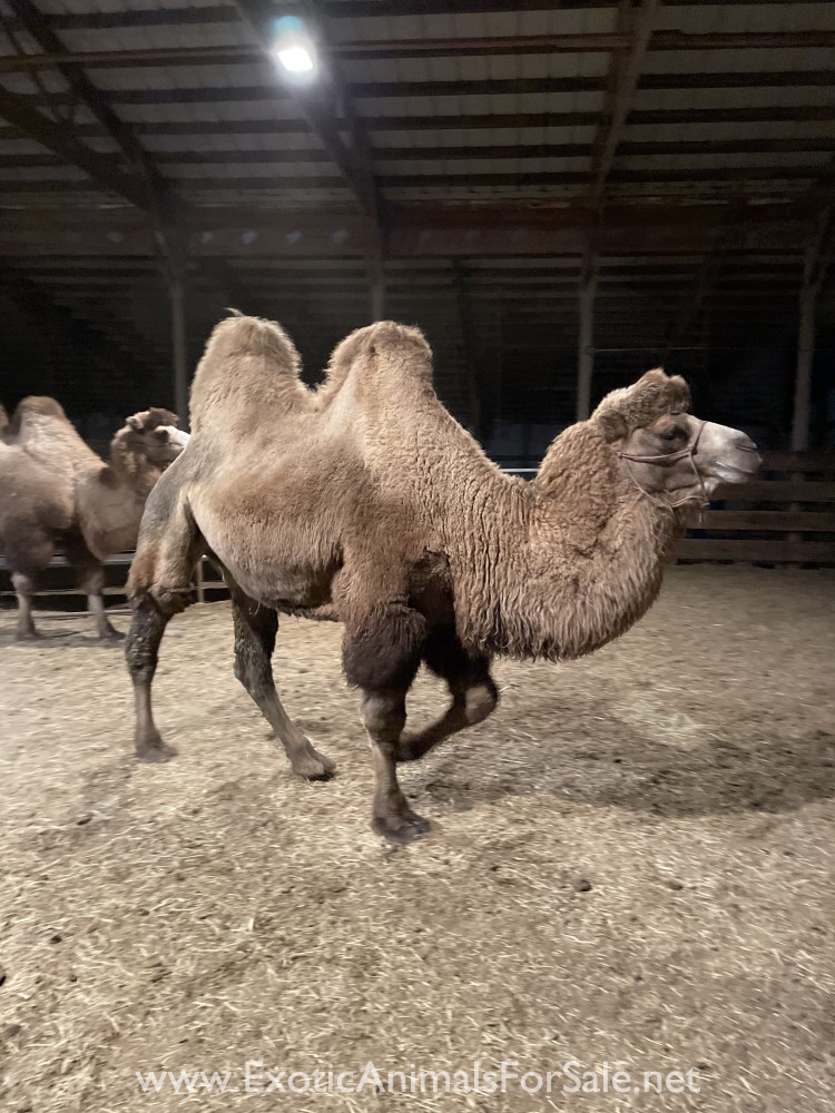 Bactrian Camels for Sale