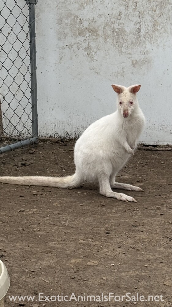 Mob of Bennett Wallabies for Sale