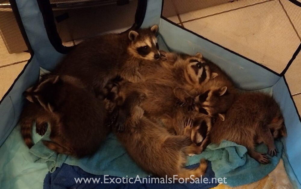 Raccoon kits for Sale