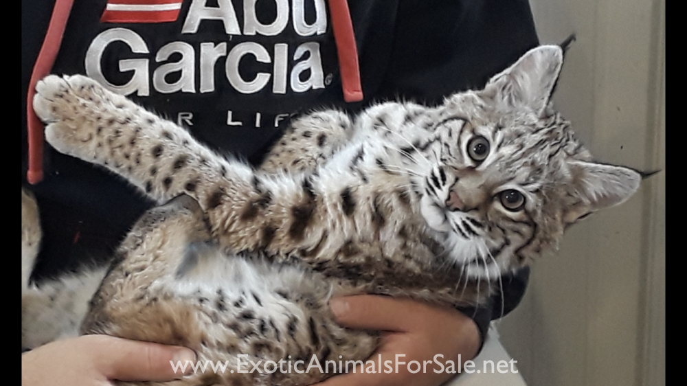 Bob cat kittens for Sale