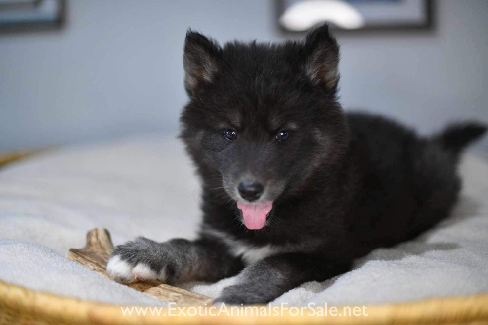 LOW CONTENT WOLFDOG PUPPIES for Sale