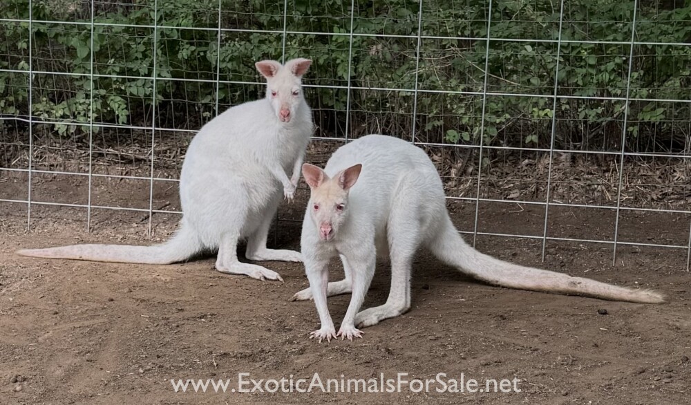 Albino Wallaby Male for Sale