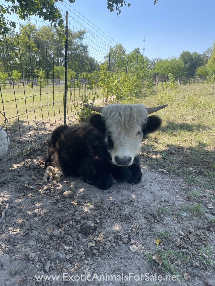 Stud Muffin - Mini Cow for Sale