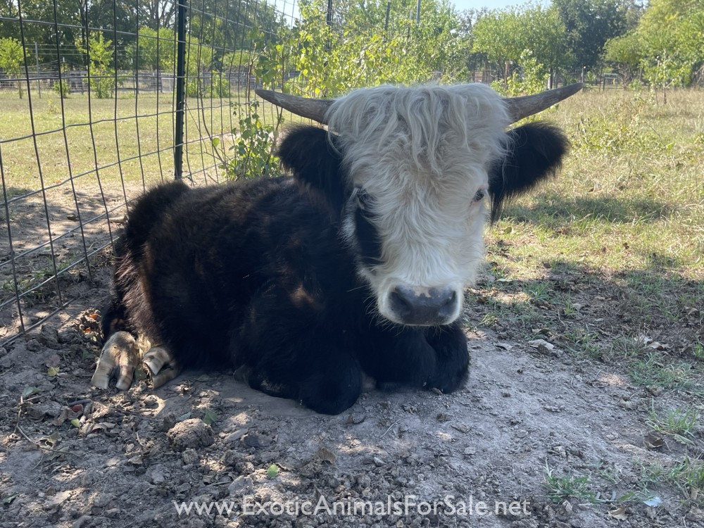 Stud Muffin - Mini Cow for Sale