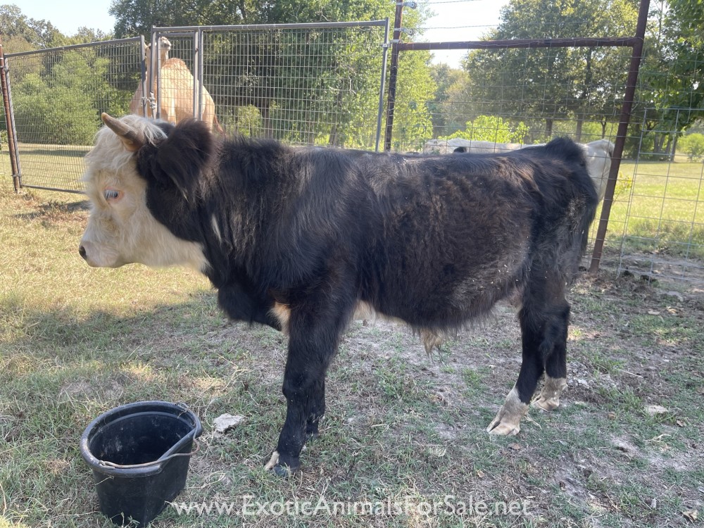 Stud Muffin - Mini Cow for Sale