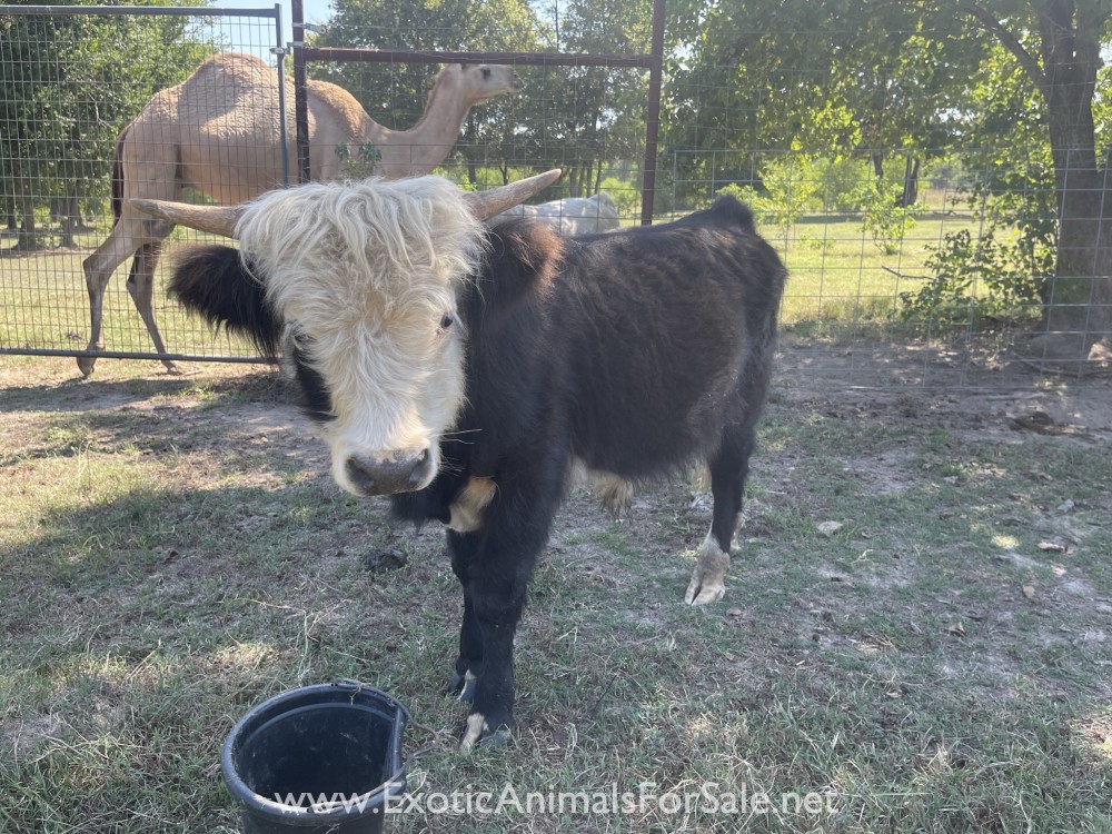 Stud Muffin - Mini Cow for Sale