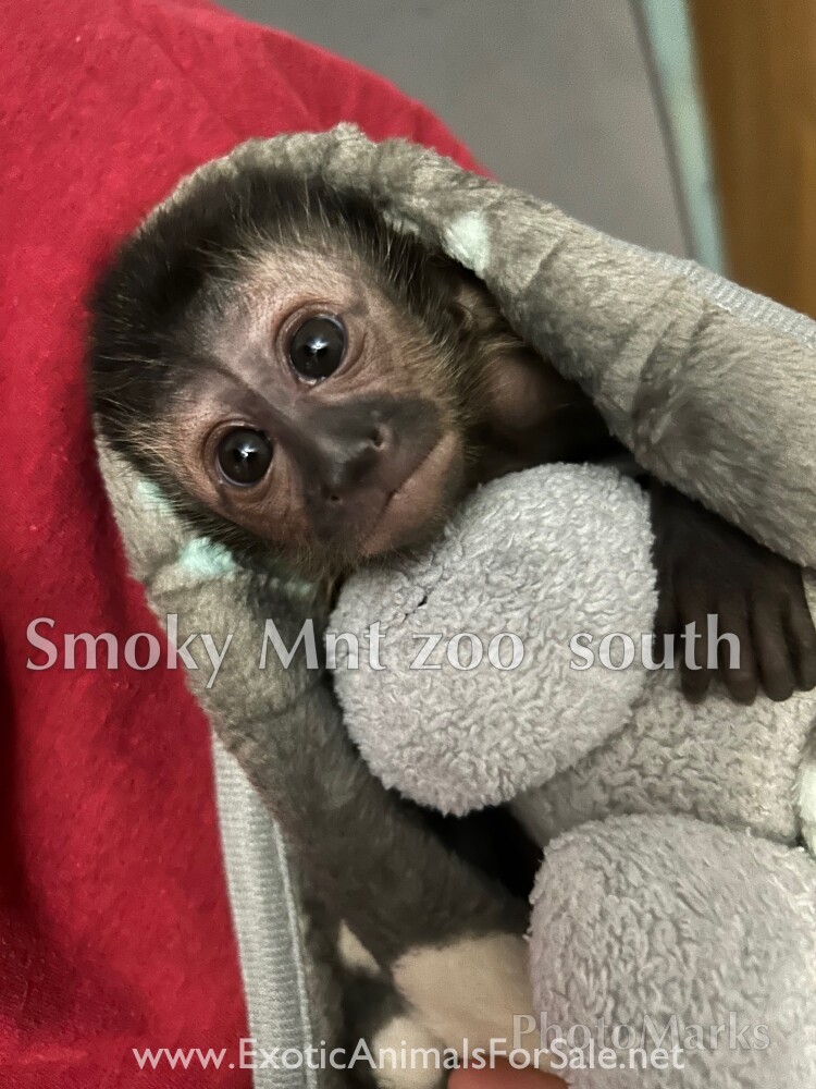 Capuchin Monkeys For Sale