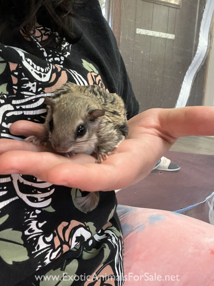 Southern Flying Squirrels for Sale