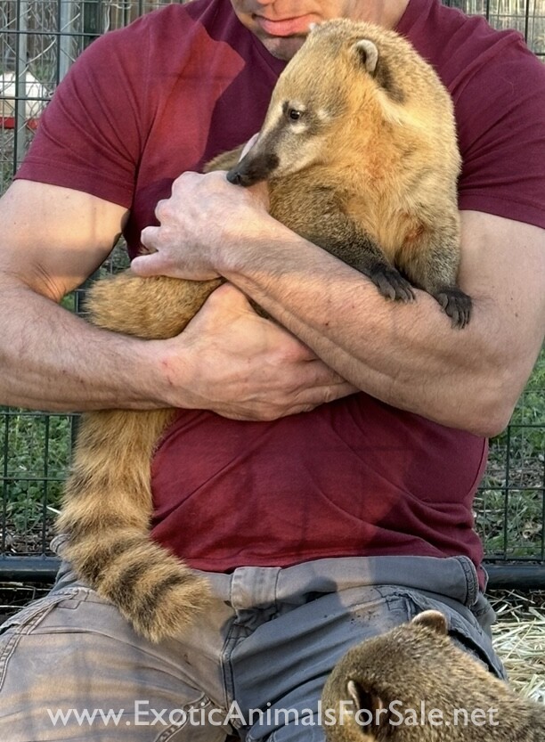 Coatimundi For Sale