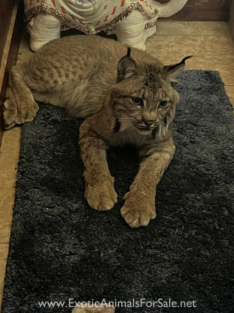 Lynx Kittens for Sale