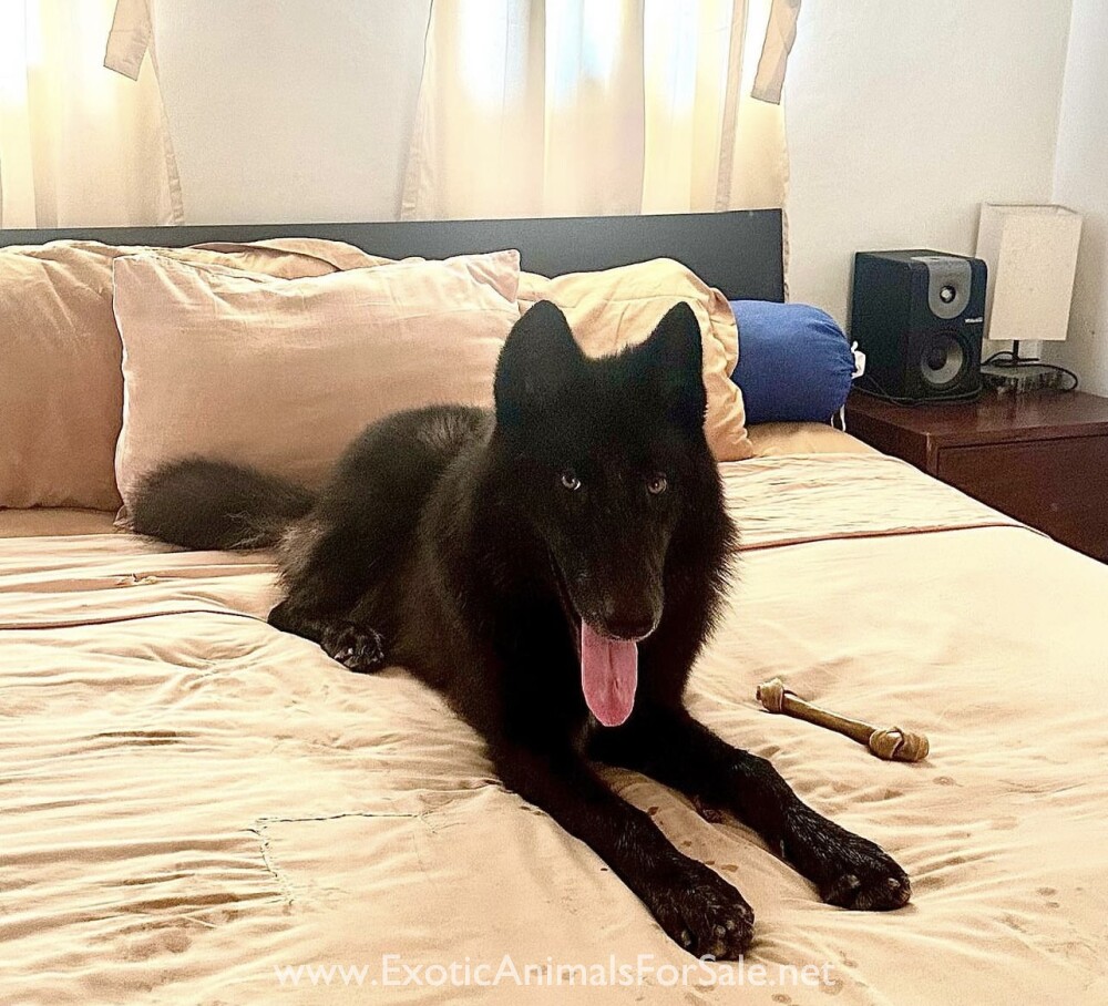 High Content Wolfdog Puppies for Sale