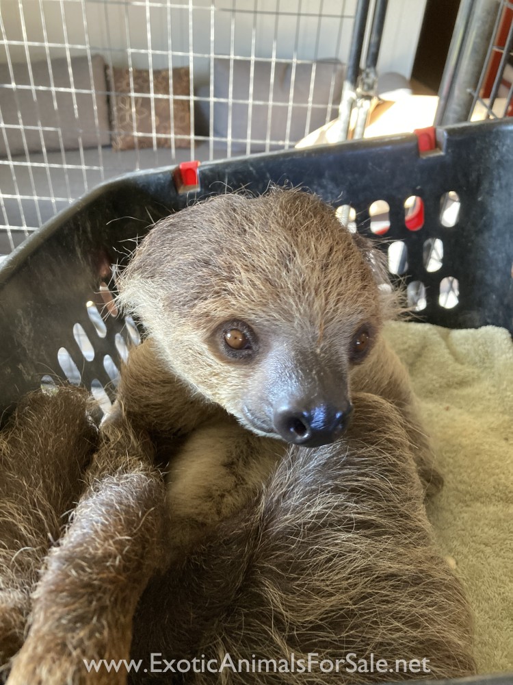 Sloth for Sale