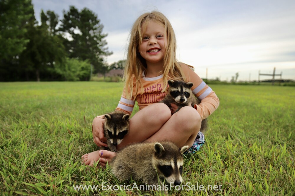 Raccoon kits for Sale