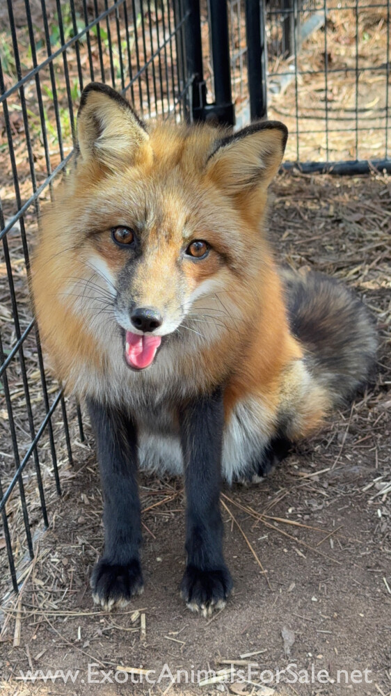 Red 1year old fox breeder for Sale