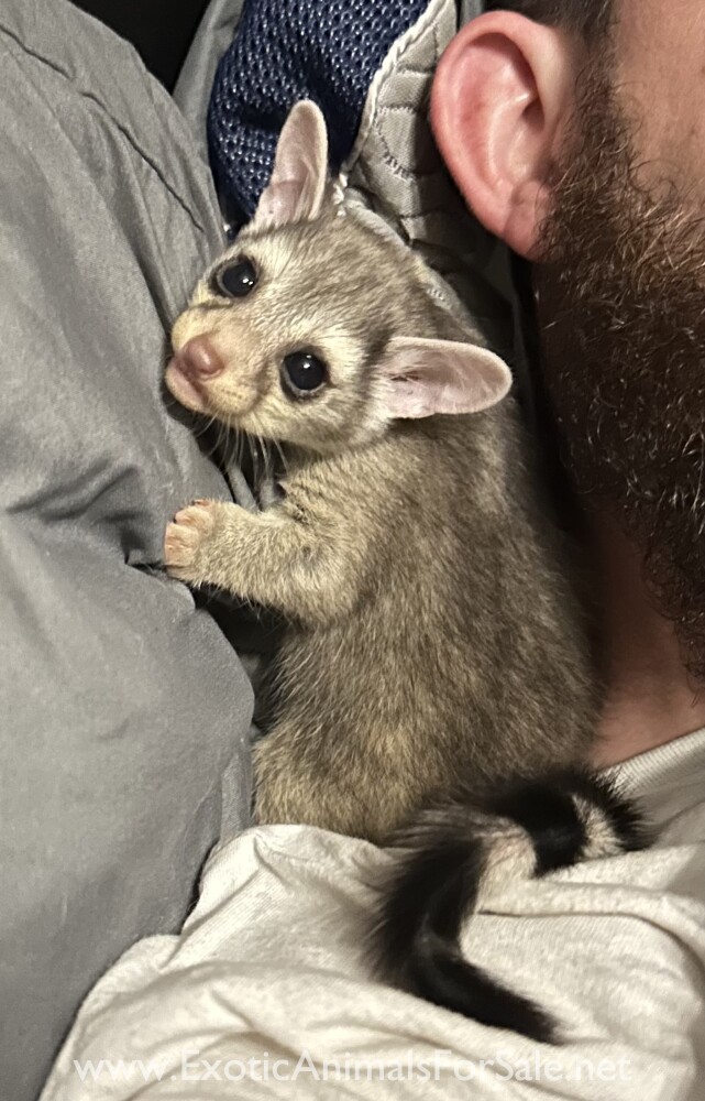 Ringtail Cat Babies for Sale