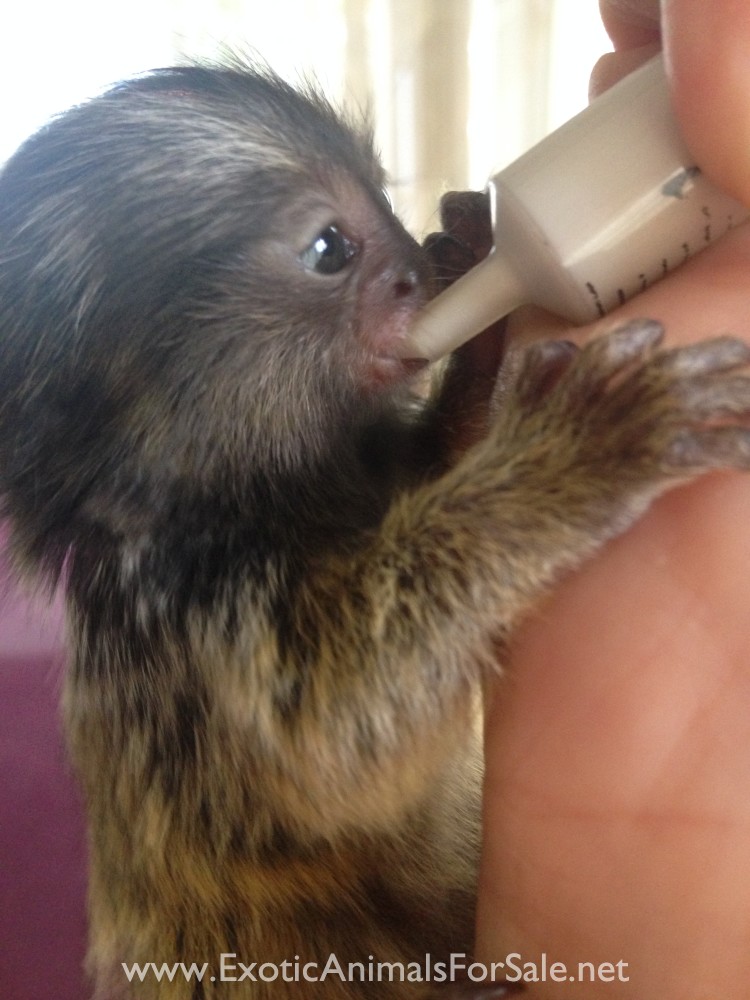BABY MARMOSETS (AKA POCKET MONKEY AVAILABLE !!) FINANCING AVAILABLE ...