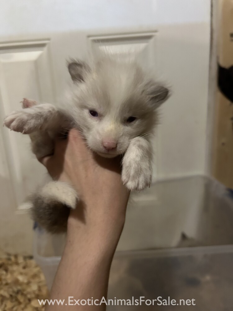 Fox kits for Sale