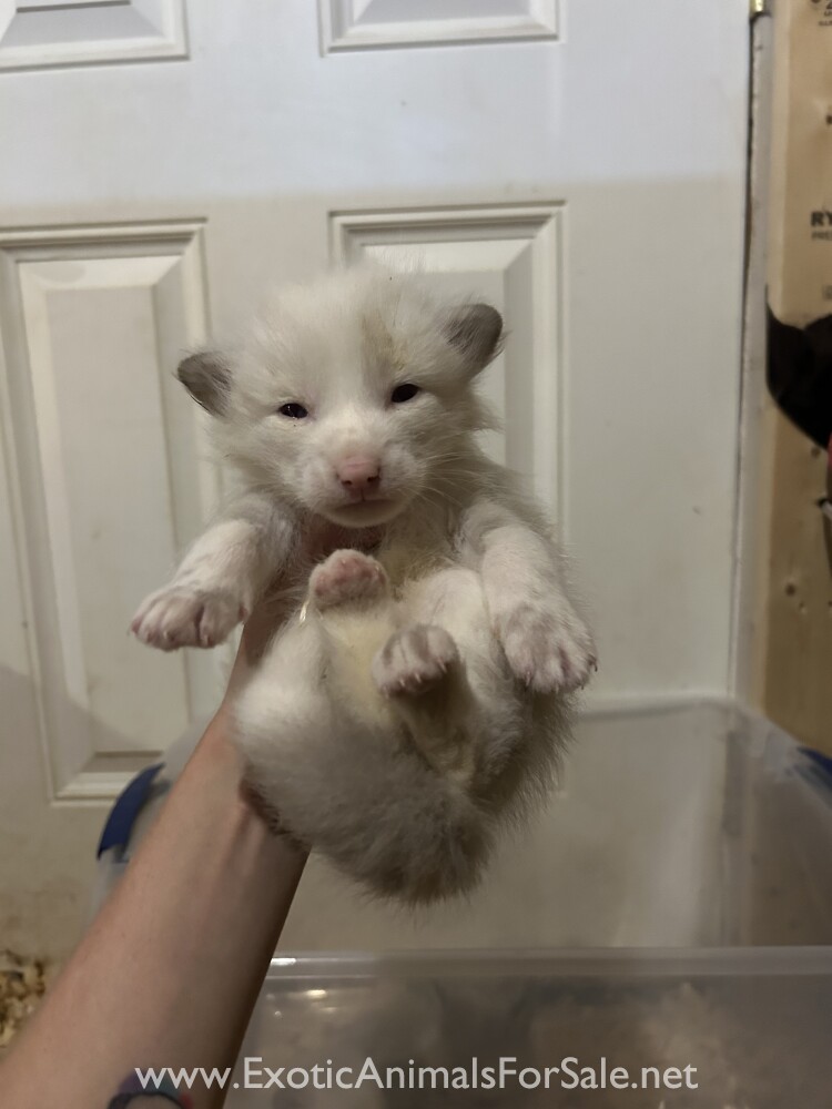 Fox kits for Sale