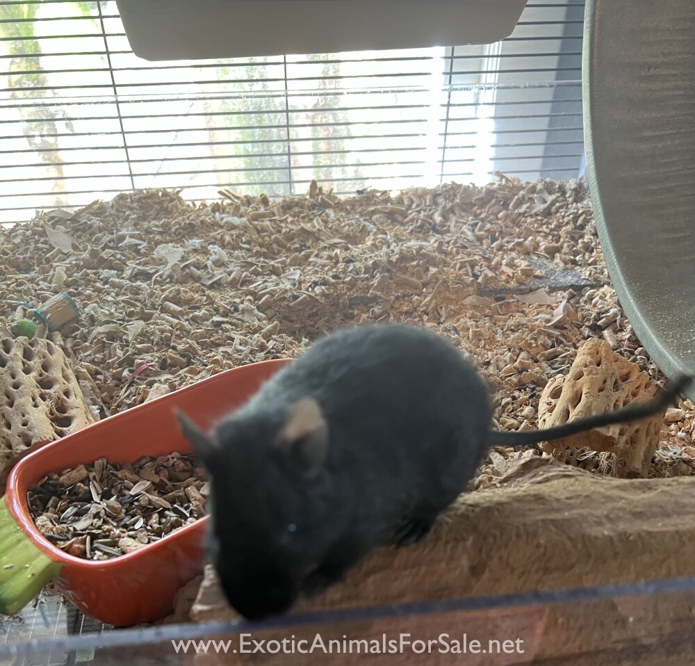 Pied Degu Pair for Sale