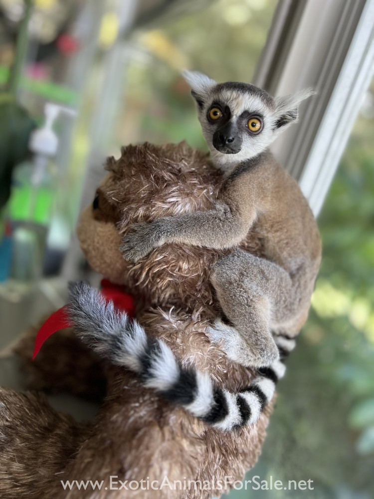 Ring Tailed Lemur Baby Sale