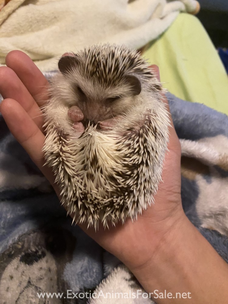 Hedgehog for Sale