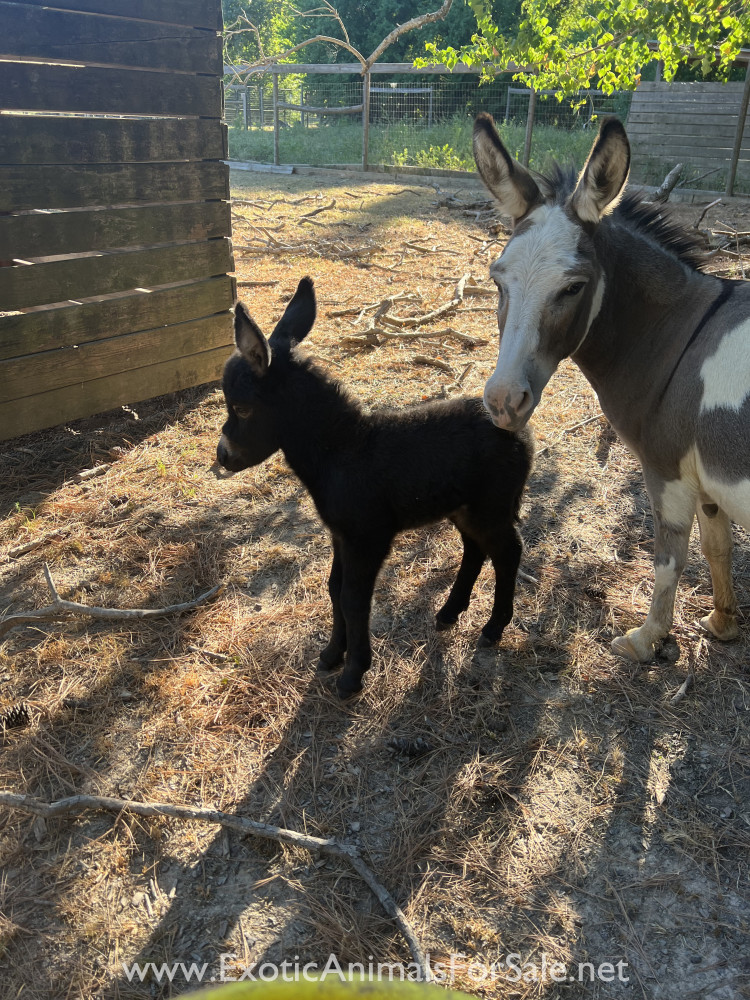 Dooney- Micro Mini Wooly Jack Donkey for Sale