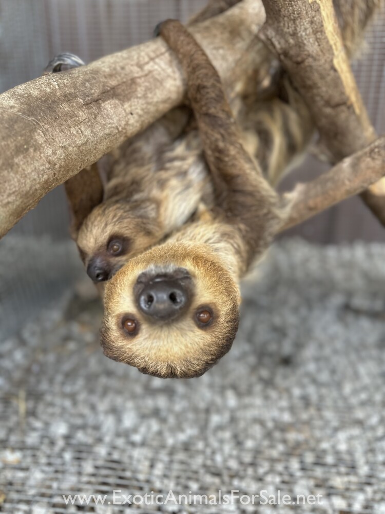 Baby and Mom Two Toed Sloth for Sale