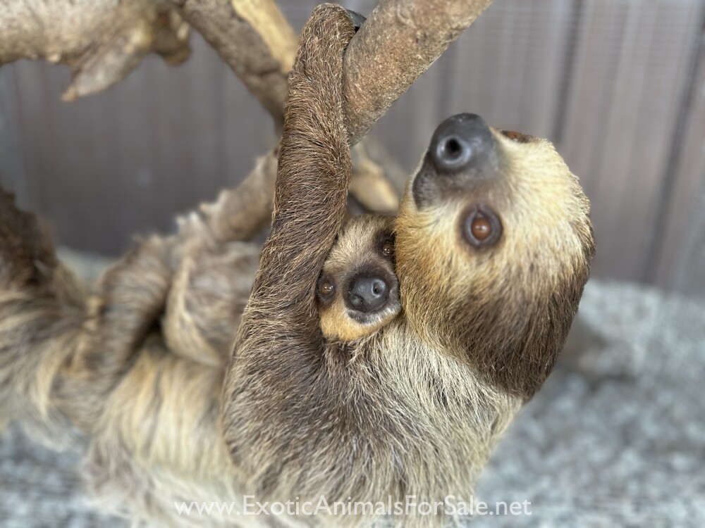 Baby and Mom Two Toed Sloth for Sale