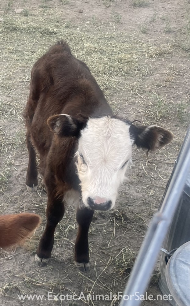 Micro dexter/ mini highlander cross for Sale