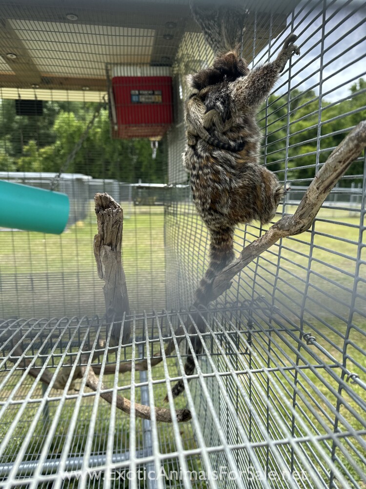 Marmoset monkeys for Sale