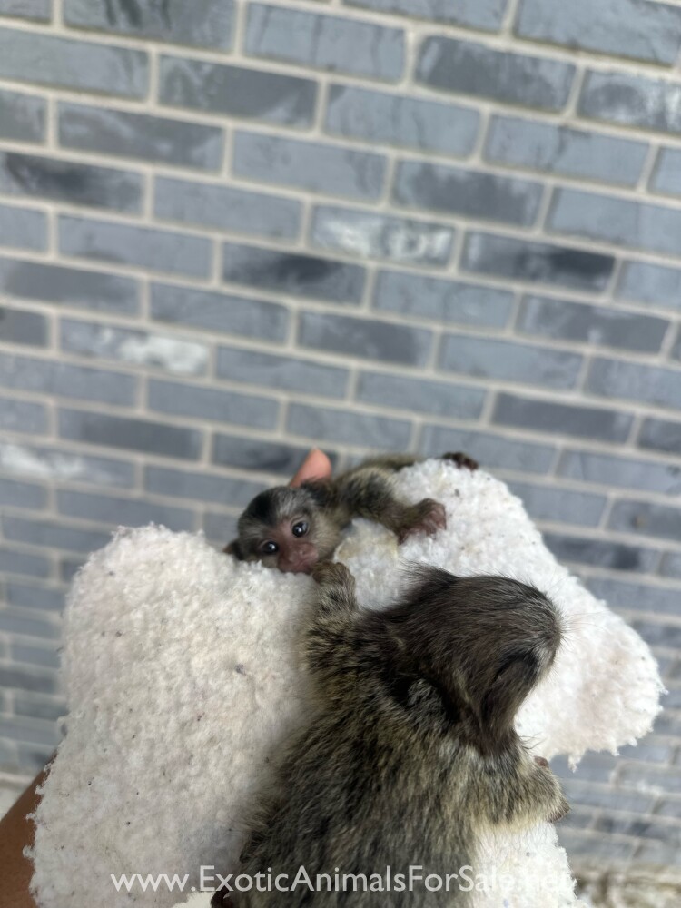 Marmoset Monkeys for Sale