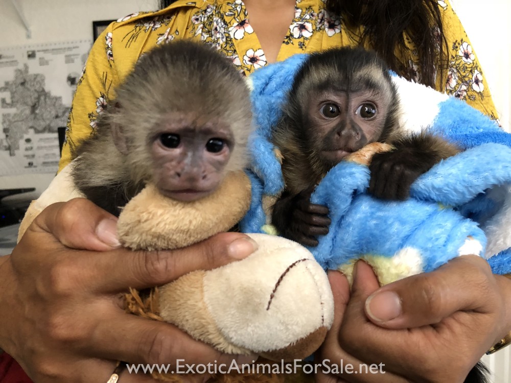 BABY CAPUCHIN MONKEYS FOR SALE !! WE ARE THE EXPERTS. FINANCING ...
