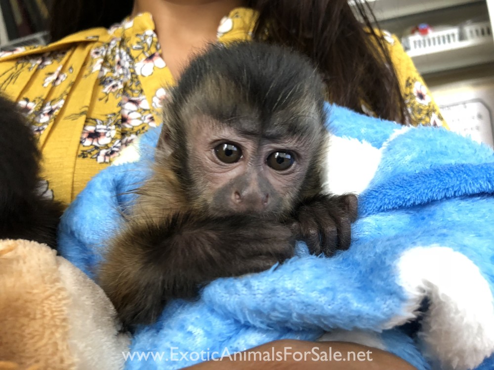 BABY CAPUCHIN MONKEY AVAILABLE !! FINANCING AVAILABLE, DELIVERY ...