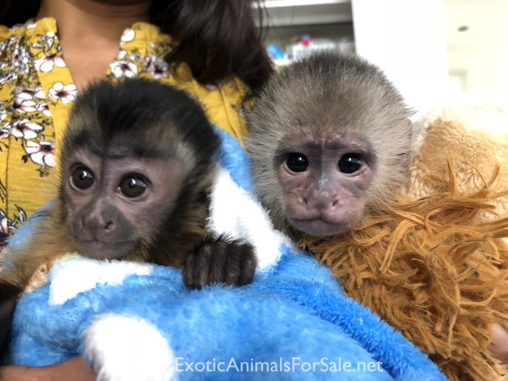 BABY CAPUCHIN MONKEYS FOR SALE !! WE ARE THE EXPERTS. FINANCING ...