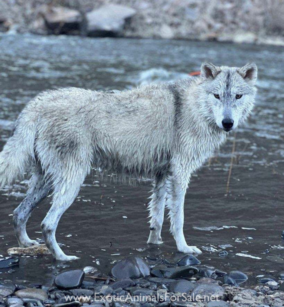 High Content Wolfdog Puppies for Sale