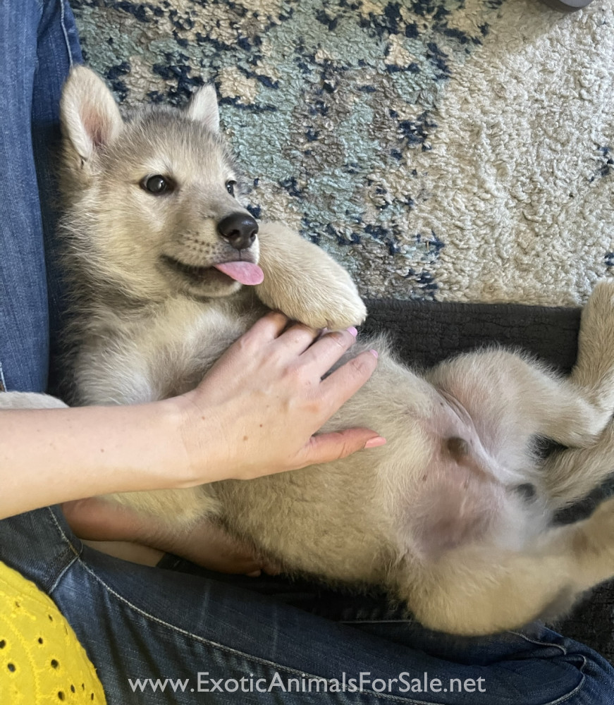 High Content Wolfdog Puppies for Sale