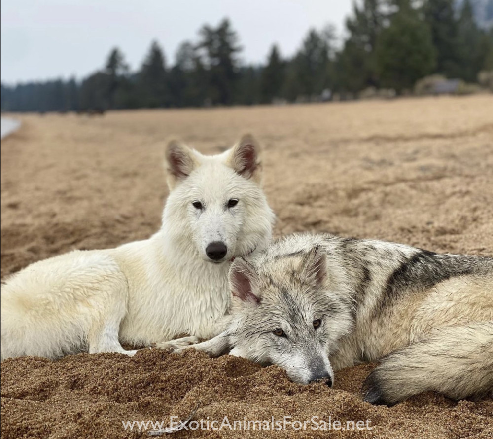 High Content Wolfdog Puppies for Sale