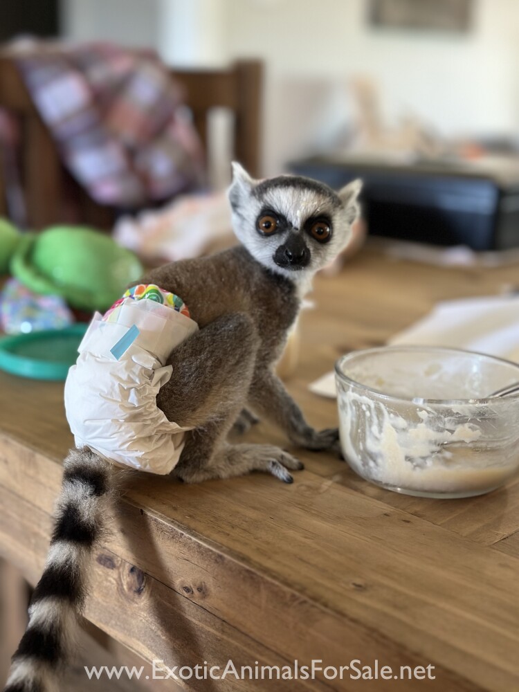 Lemurs For Sale