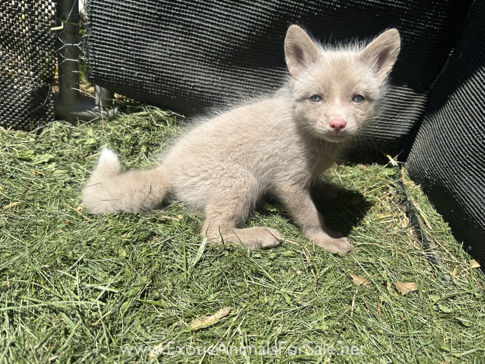 2026 Fox Kits for Sale