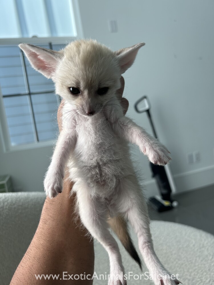 Fennec Fox Babies for Sale