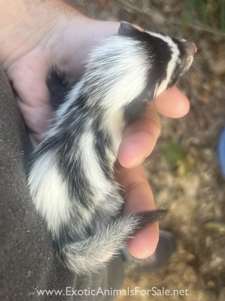 Baby Libyan Striped Weasels for Sale