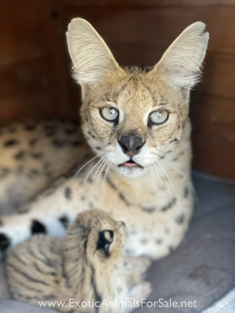 Male serval kittens $4000 for Sale