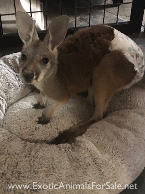 Red Roo Joey Male for Sale