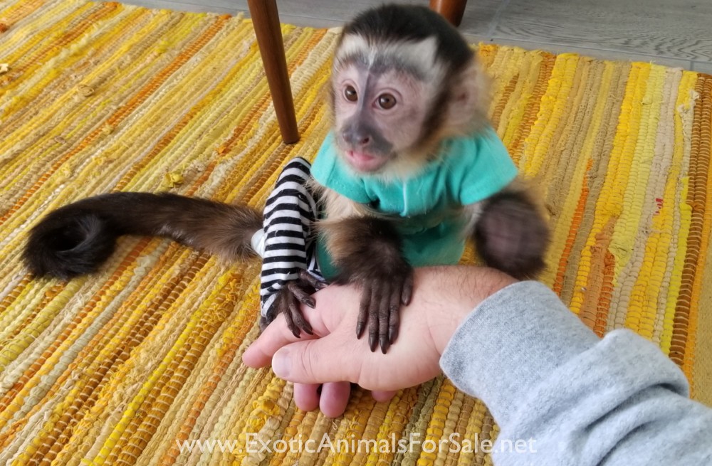 Female (Brazilian) Capuchin Monkey for Sale
