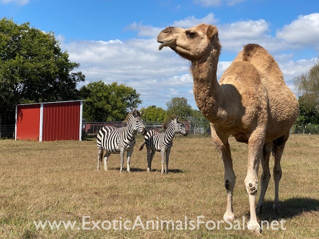 Camels For Sale